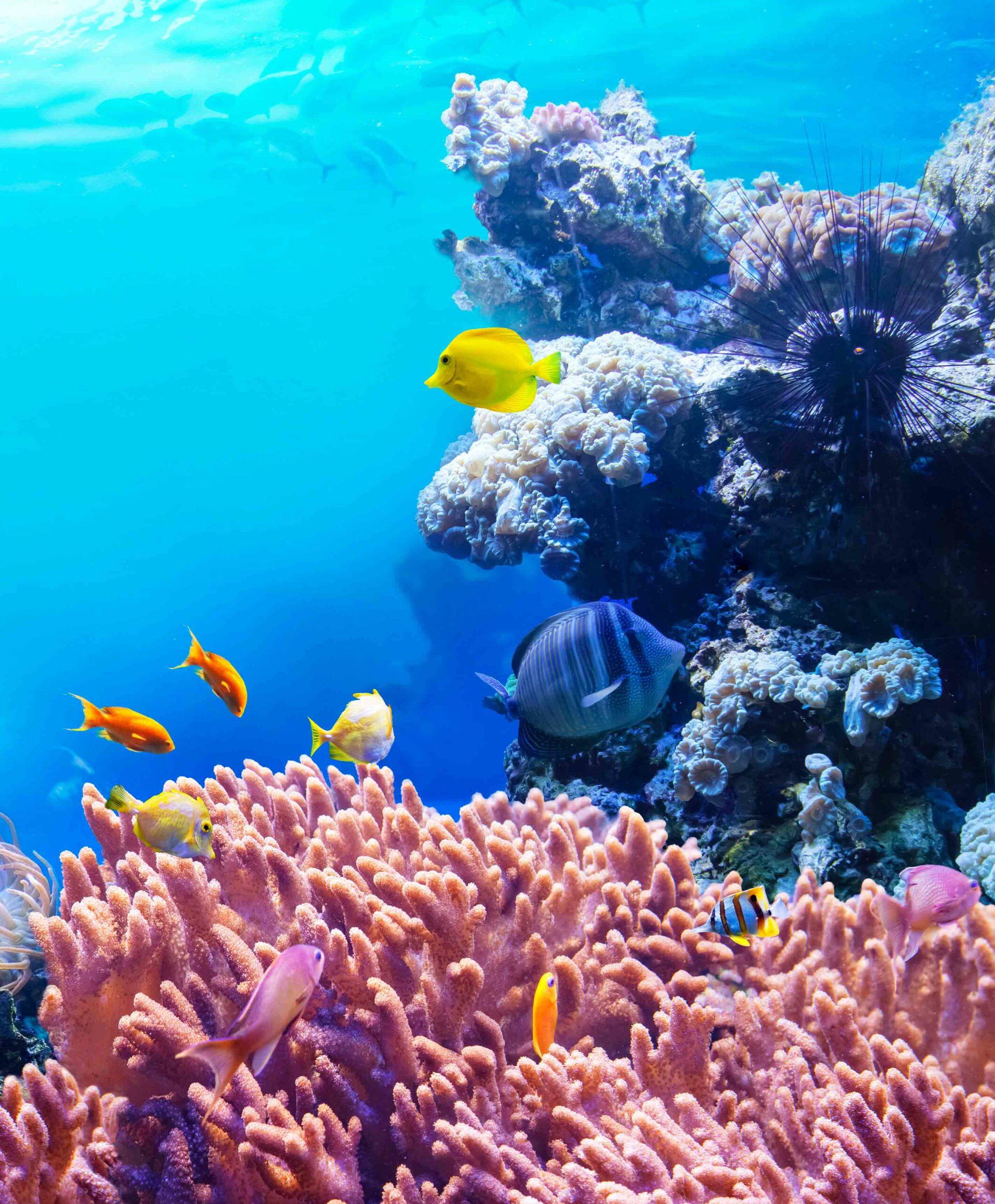 Certificación en Biología Marina