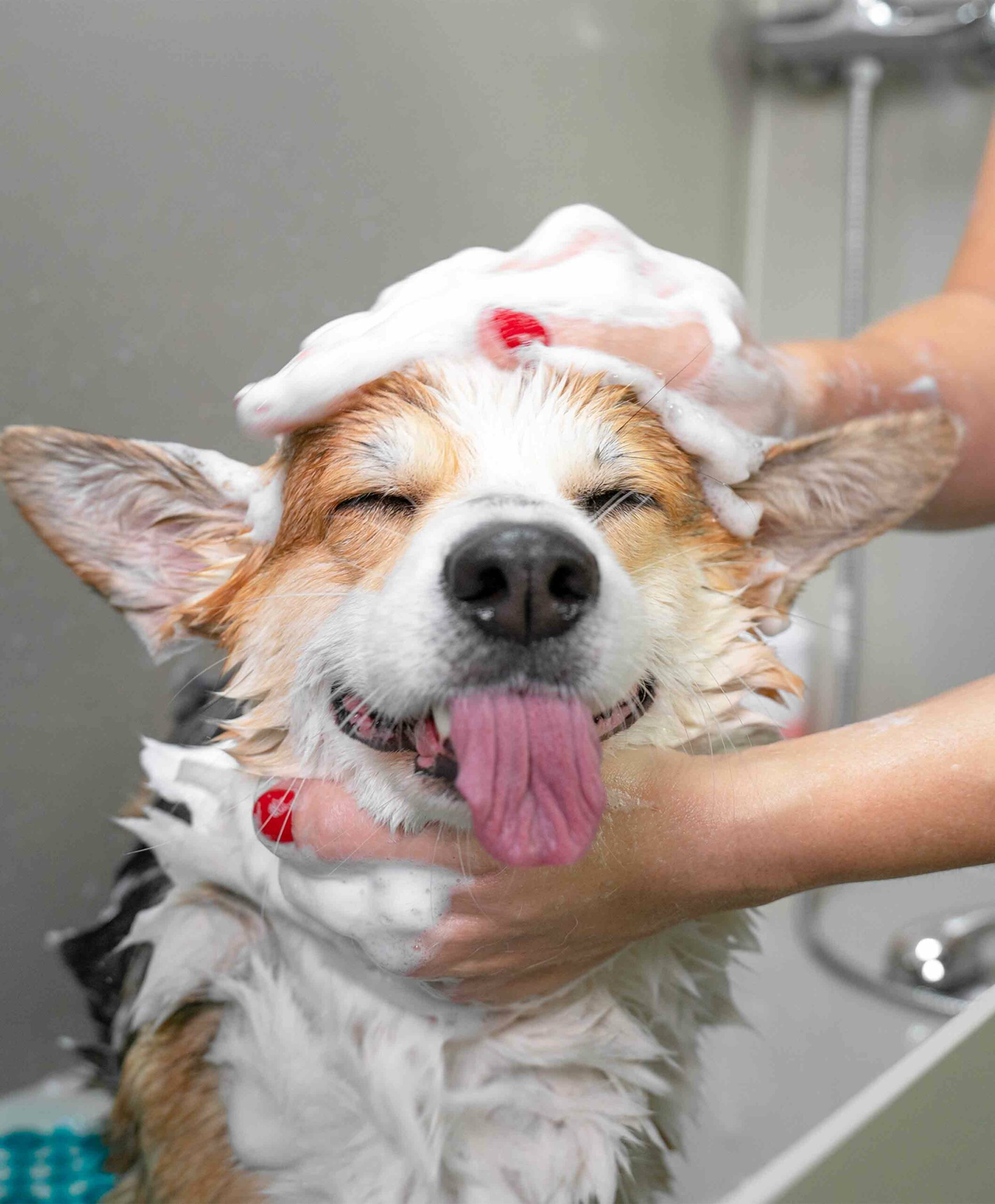 CURSO PELUQUERÍA CANINA Y FELINA - Esneca