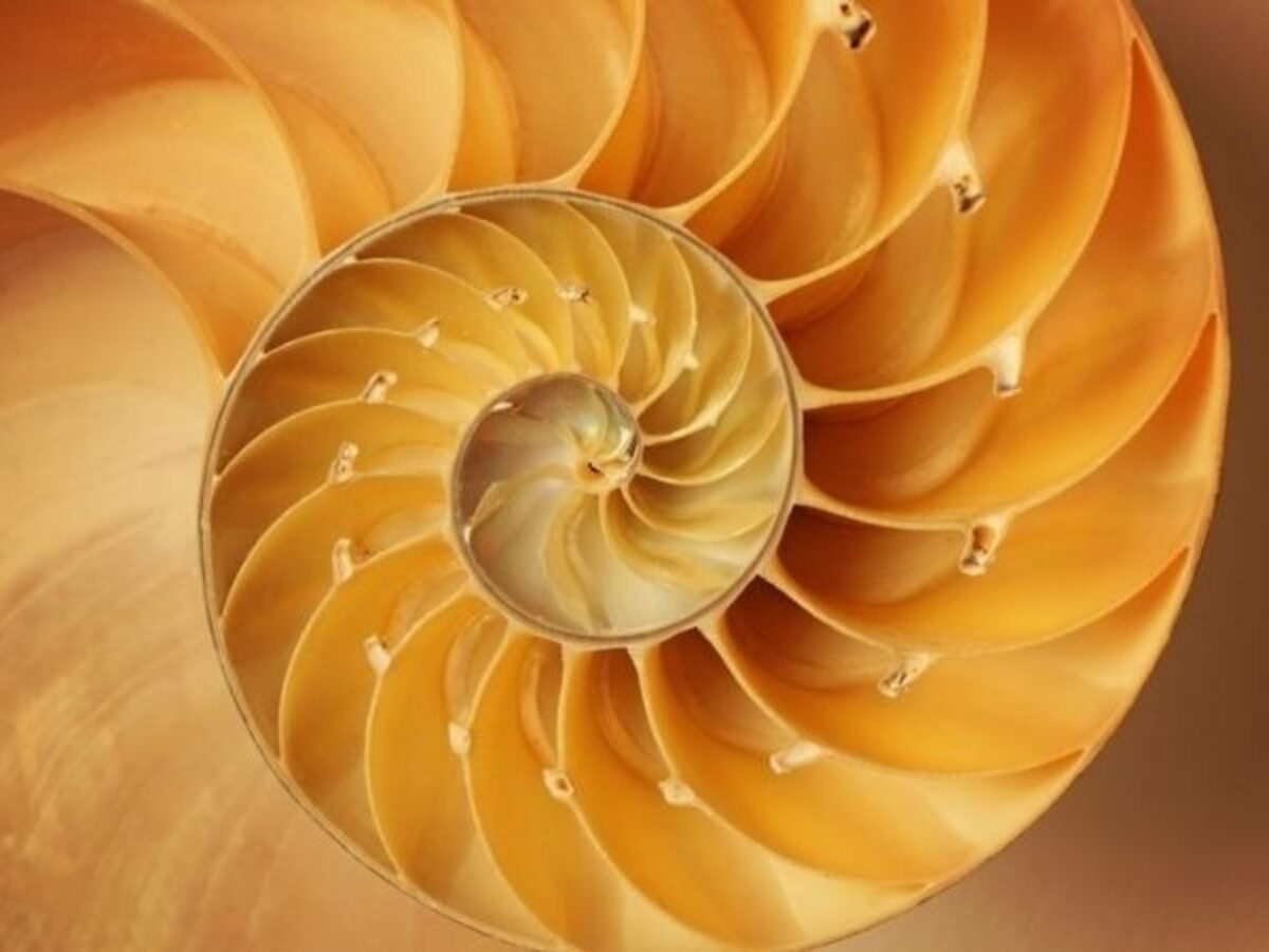 Secuencia De Fibonacci Proporción áurea